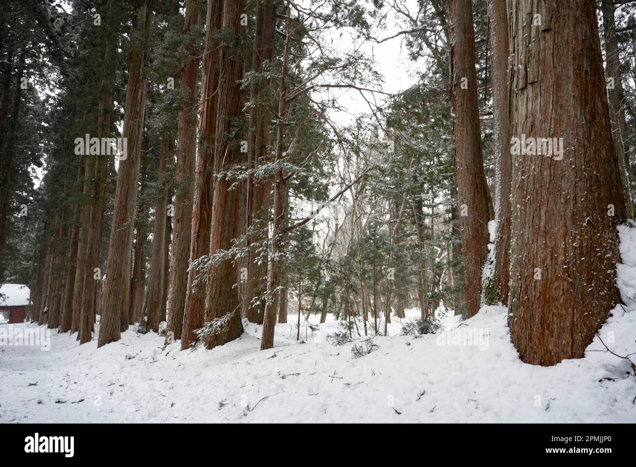 Togakushi, Nagano Prefecture, Japan. 13th Feb, 2023. Snow-covered ...