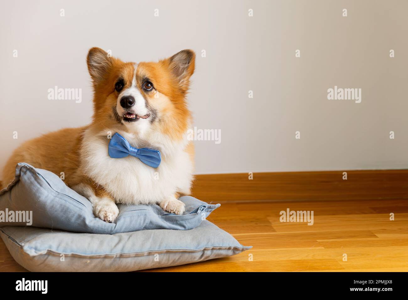 funny photo cute corgi dog with bow tie on his neck, lying on the floor ...