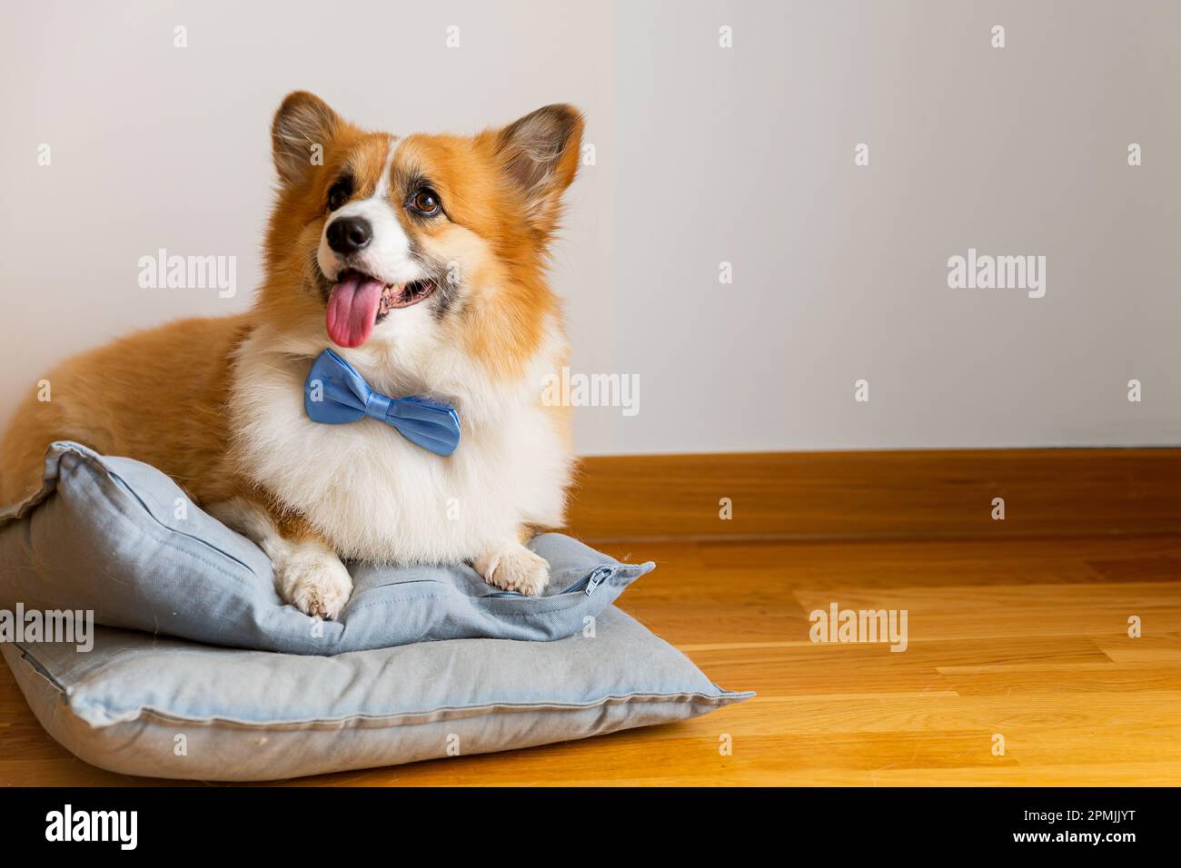 funny photo cute corgi dog with bow tie on his neck, lying on the floor ...