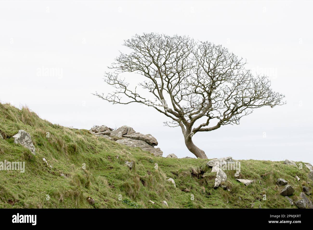 Lone tree on the cliff at Murlough Bay, County Antrim, Northern Ireland ...