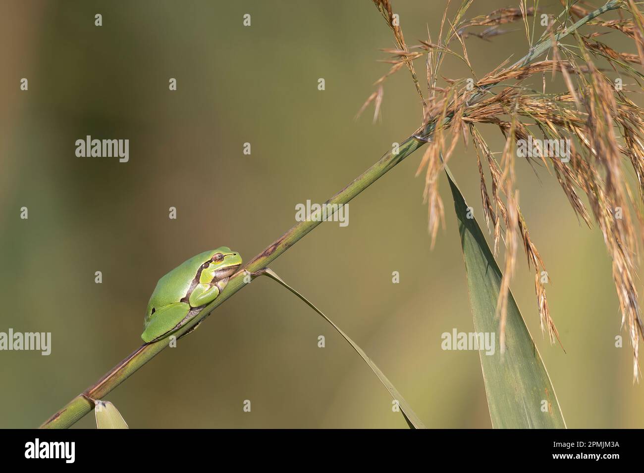 The Italian tree frog (Hyla intermedia) is a species of frog in the ...