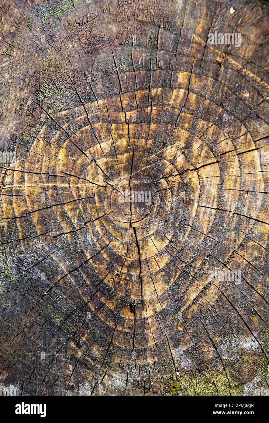 Annual ring hi-res stock photography and images - Alamy