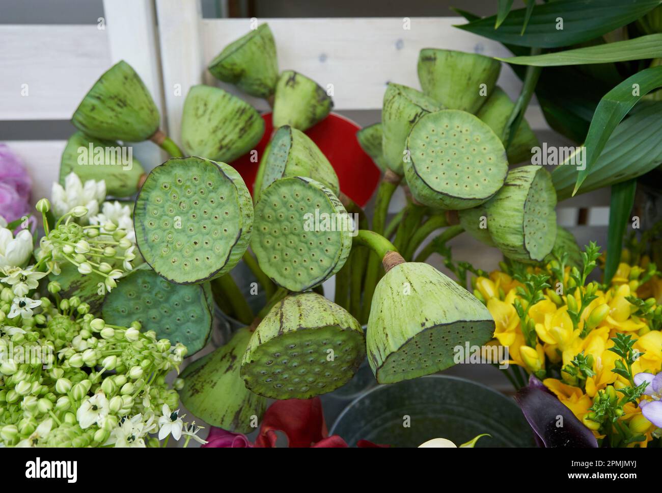 Seeds in store plant hi-res stock photography and images - Alamy