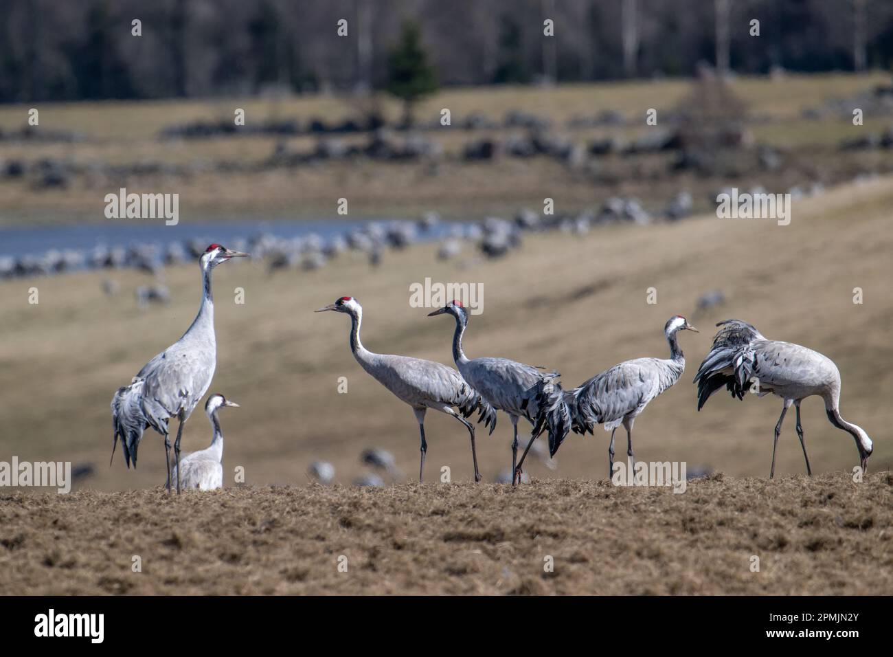 Migrating Common Cranes at Lake Hornborga during spring in Sweden. The ...