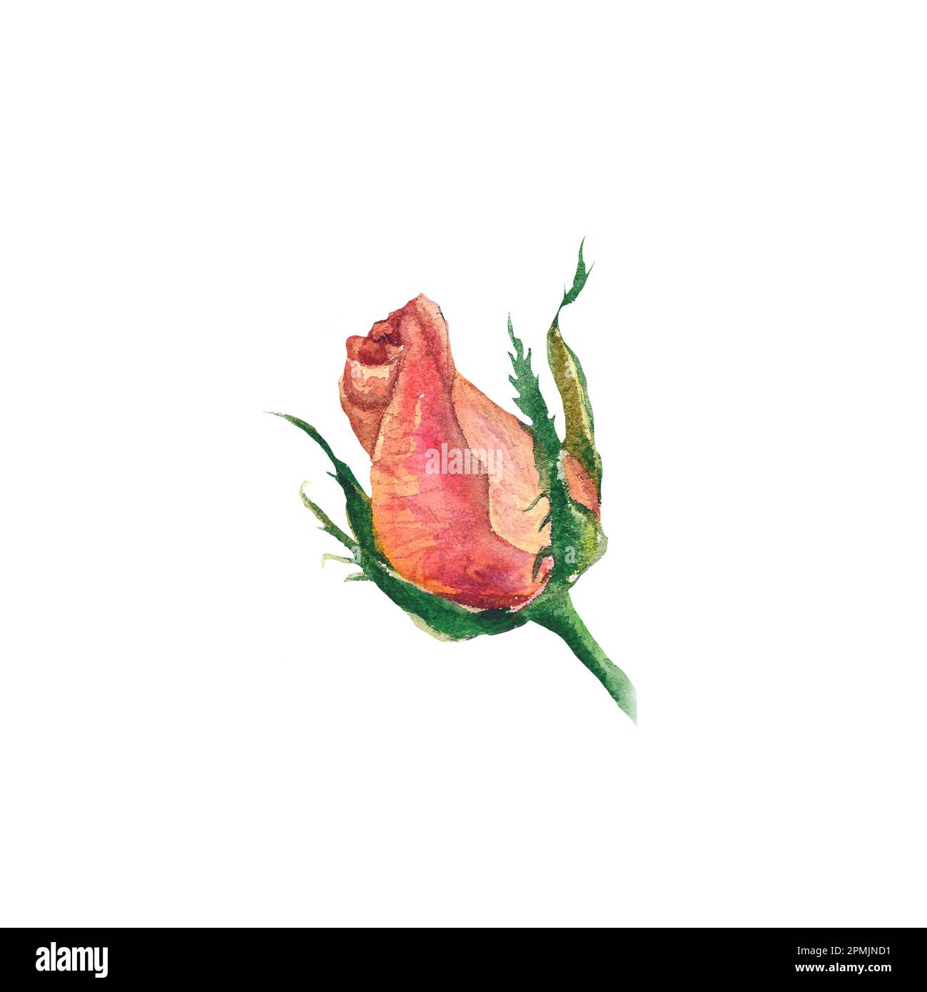 Watercolor Rose Buds illustration. Hand drawn flower elements with ...