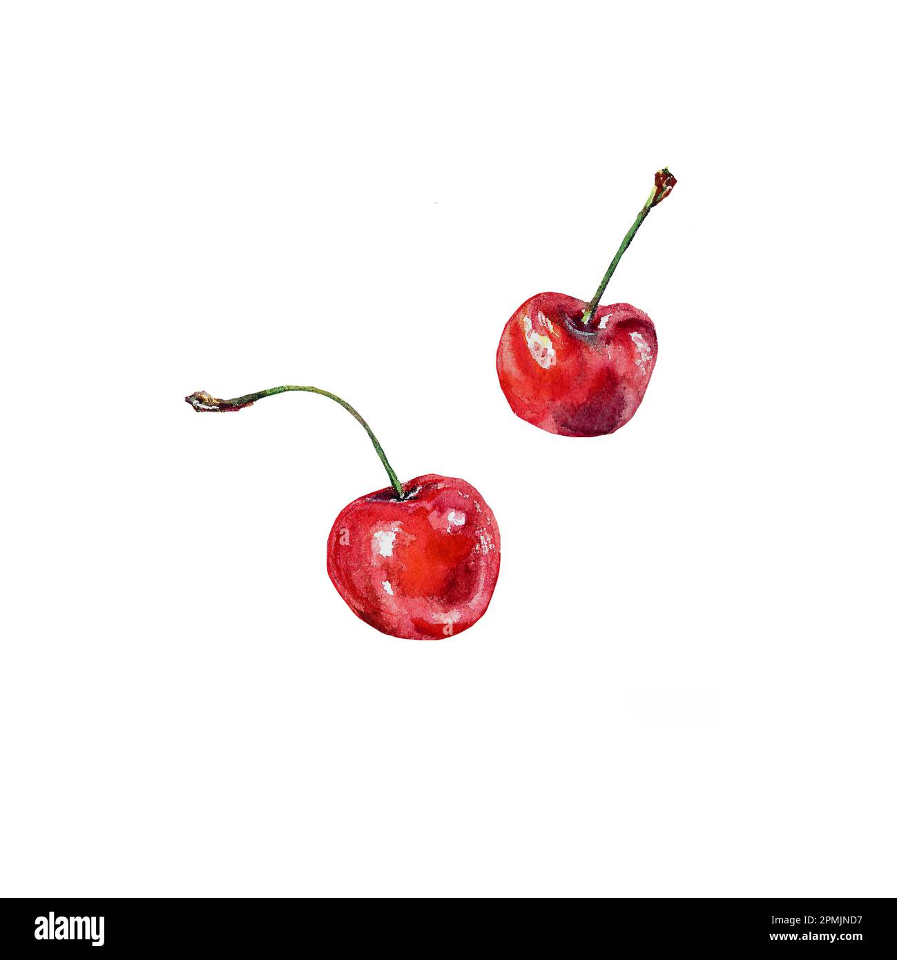 Cherry watercolor. Hand drawn illustration. Juicy, red cherry isolated ...