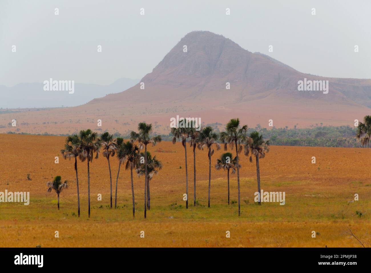 Brazil, Chapada dos Veadeiros: Cerrado (Brazilian savanna) with vereda ...