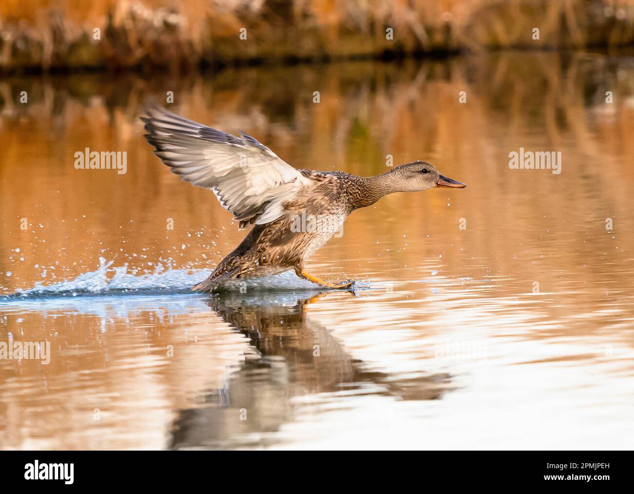 A Gadwall drake Juvenile, traveling at a high rate of speed, lands on a ...