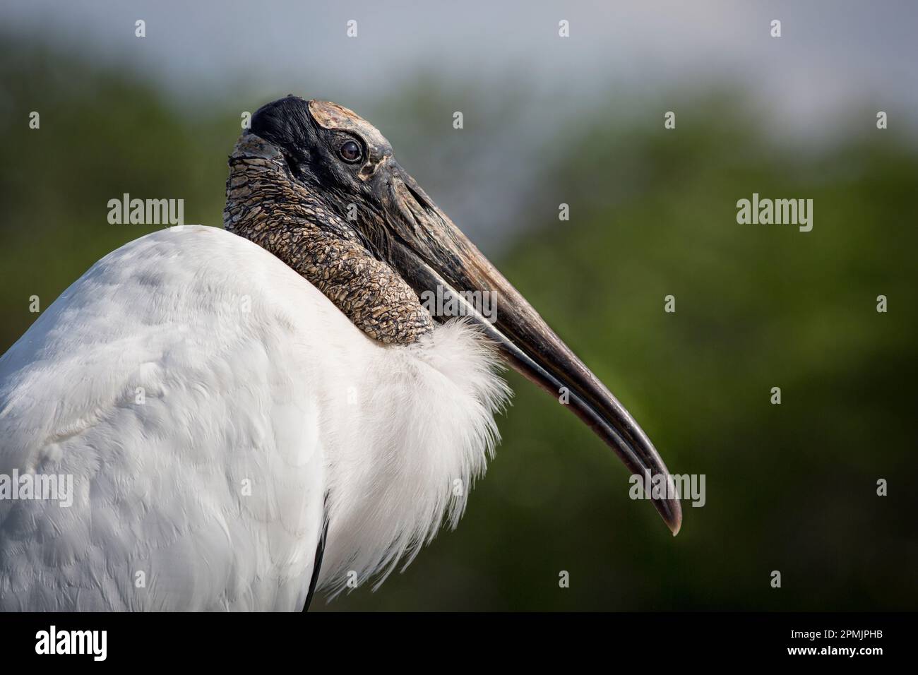Mycteria americana, Florida Wood Stork close up face profile against ...
