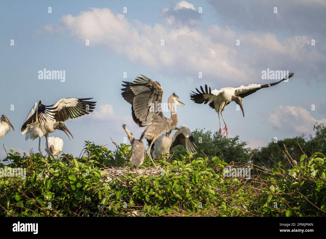 Urohidrosis hi-res stock photography and images - Alamy