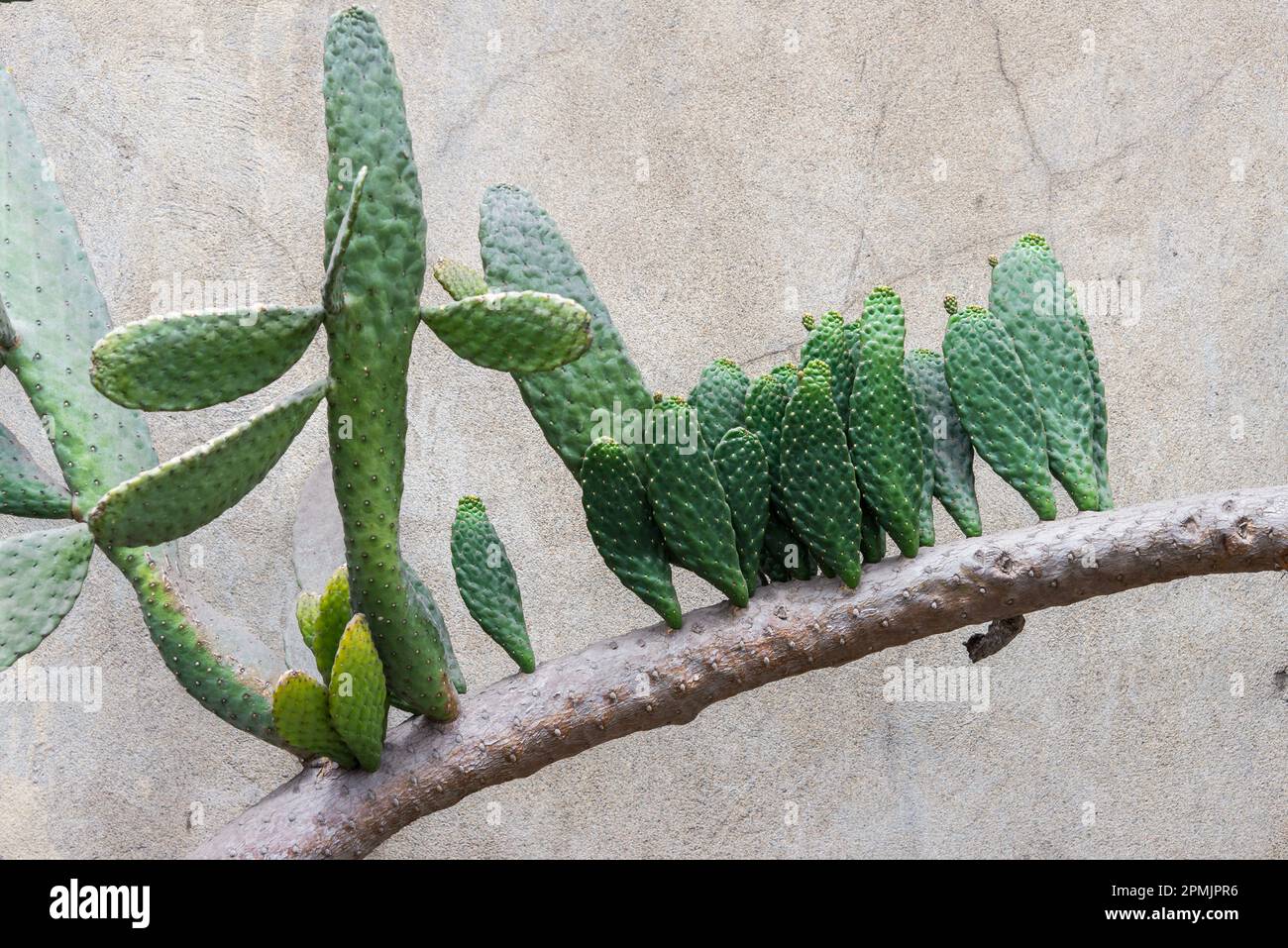 Cactus branch full of very green new shoots, on a plain and gray ...