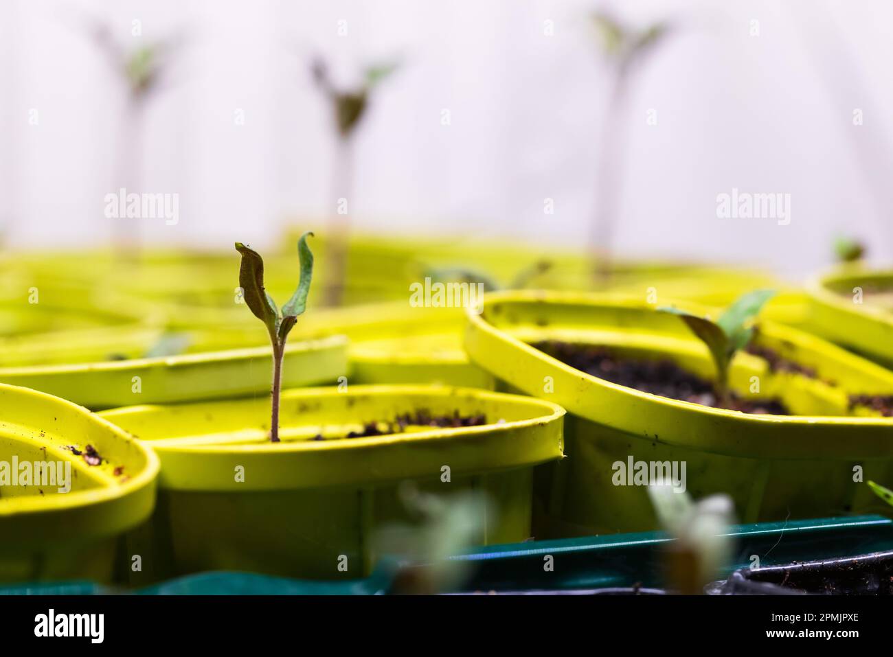 Seedling sprouts grow in yellow plastic pots, macro photo with ...
