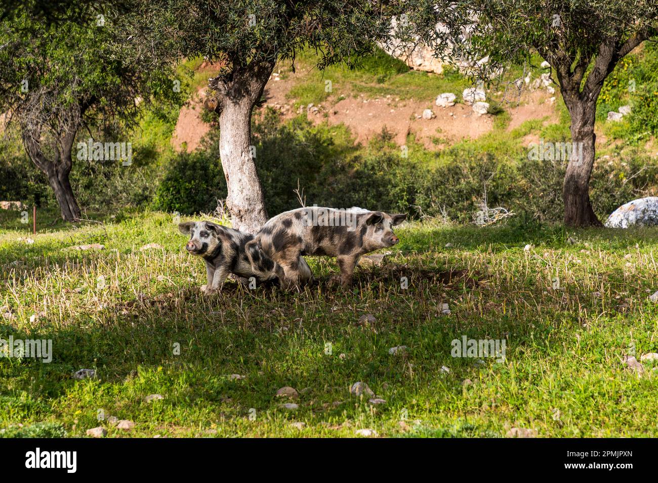 Spotted Cypriot pigs in Androlikou, Cyprus Stock Photo - Alamy