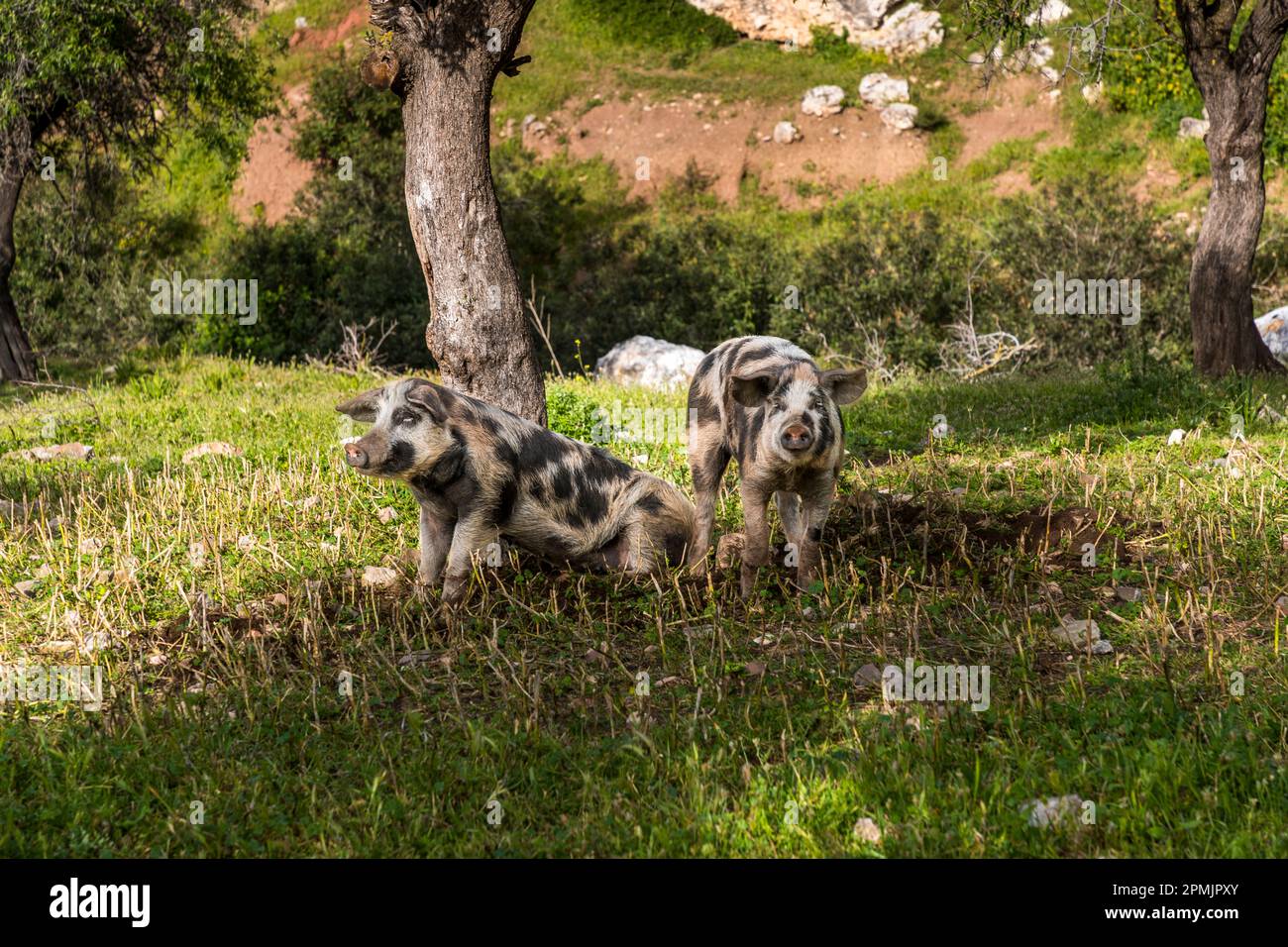 Spotted Cypriot pigs in Androlikou, Cyprus. Pigs of the breed ...
