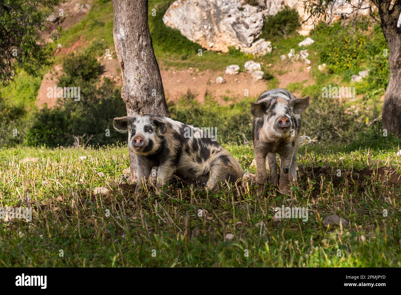Spotted Cypriot pigs in Androlikou, Cyprus Stock Photo - Alamy