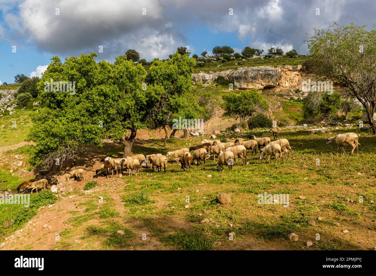Flock of sheep in abandoned village of Androlikou near Akamas, South ...