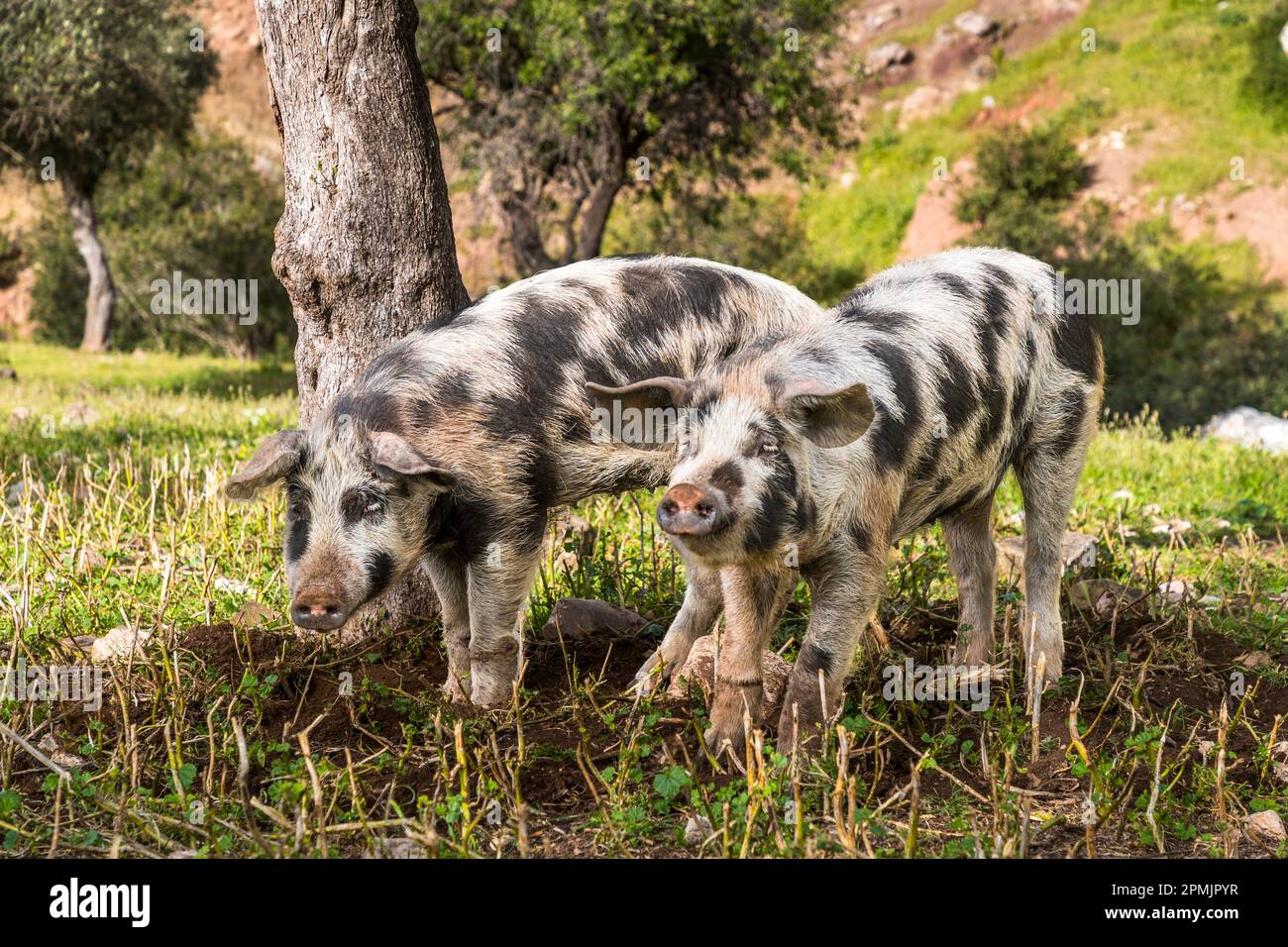 Spotted Cypriot pigs in Androlikou, Cyprus Stock Photo - Alamy