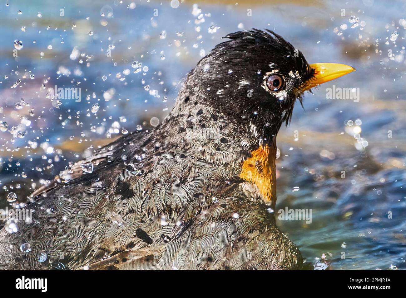 American robin bathing Stock Photo - Alamy