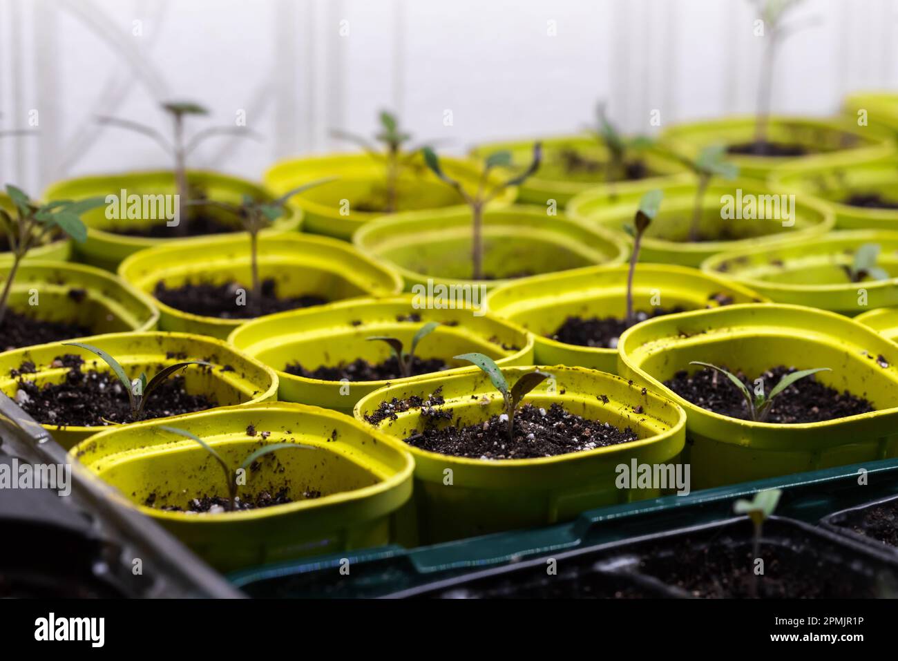 Seedling sprouts are in yellow plastic pots, close up photo with ...
