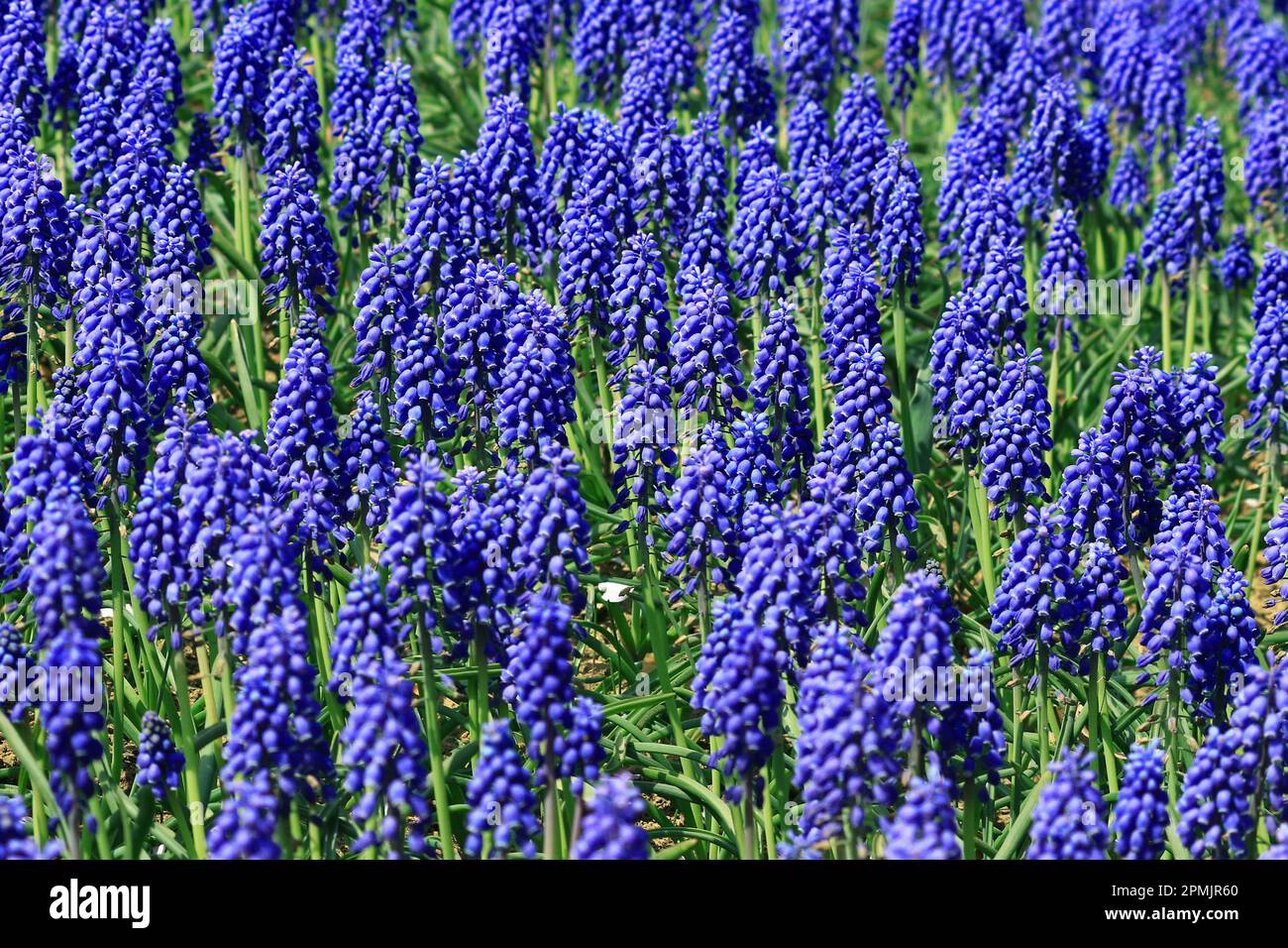 A close up view of a muscari field with purple flowers Stock Photo - Alamy