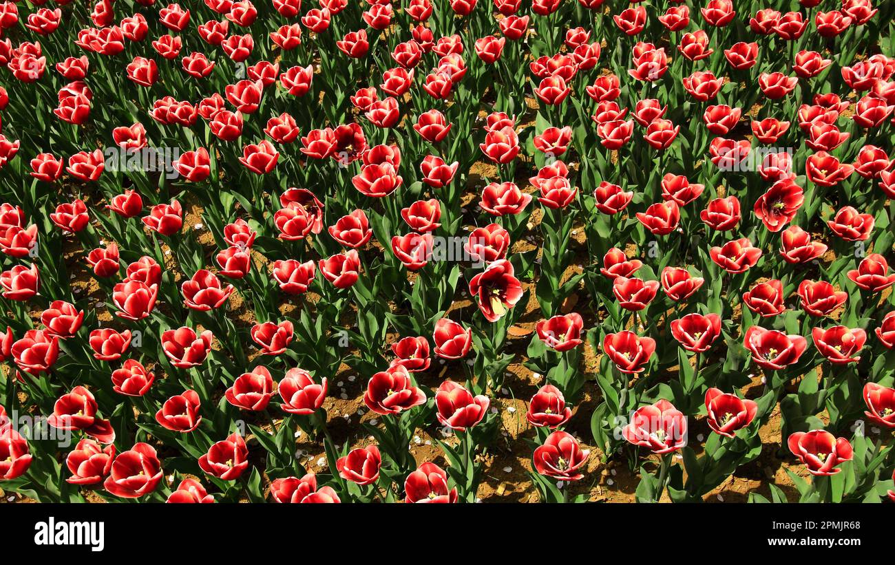 Tulip Armani field with red flowers Stock Photo - Alamy