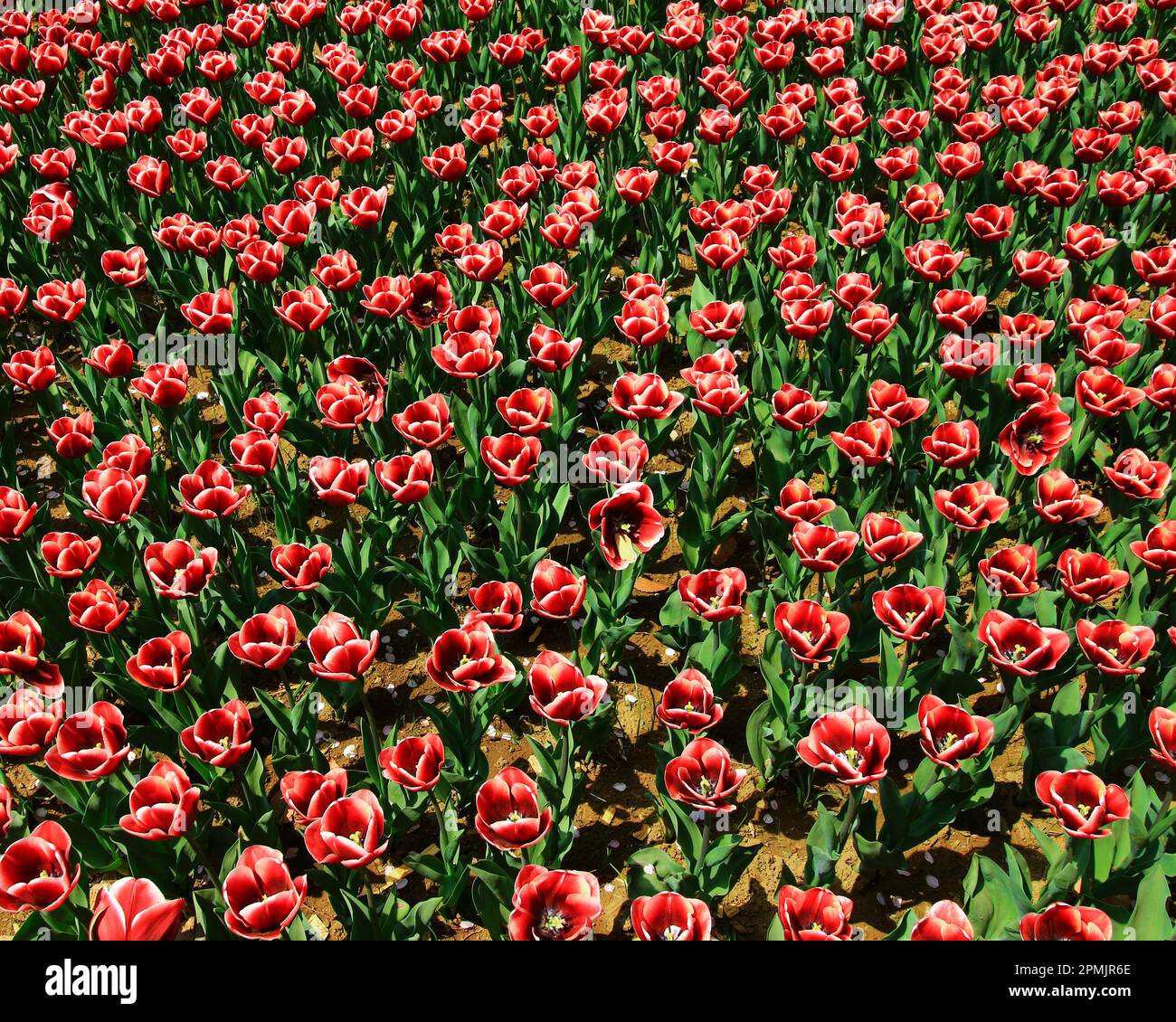 Tulip Armani field with red flowers Stock Photo - Alamy
