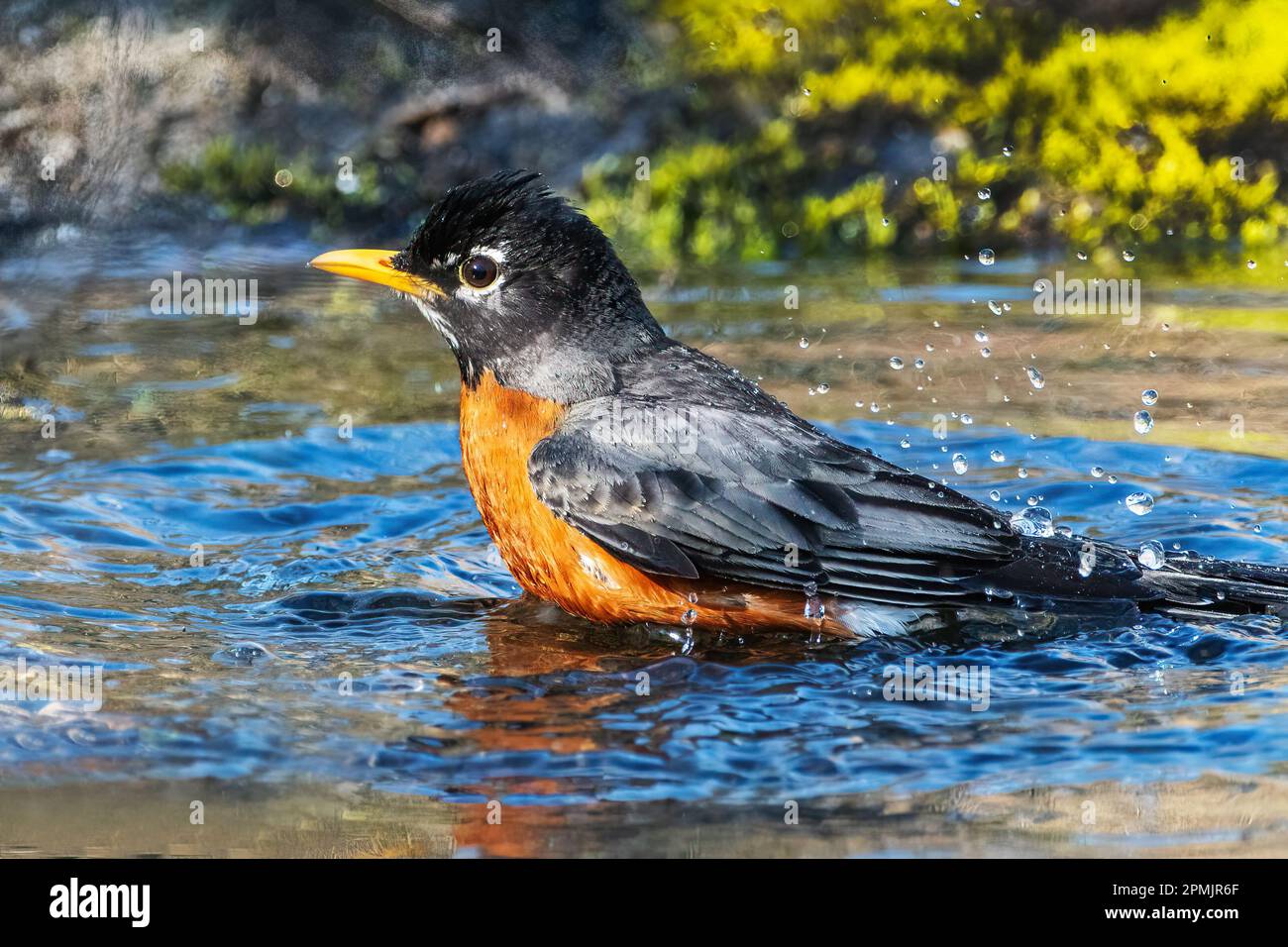 American robin bathing Stock Photo - Alamy