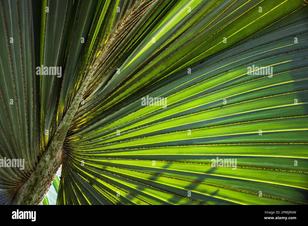 Green abstract leaf background hi-res stock photography and images - Alamy