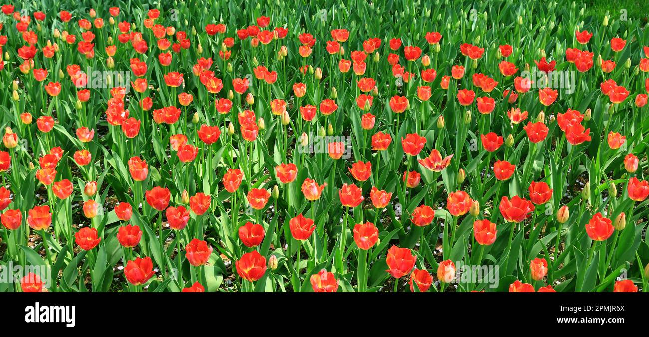 Panoramic view beautiful field hi-res stock photography and images - Alamy