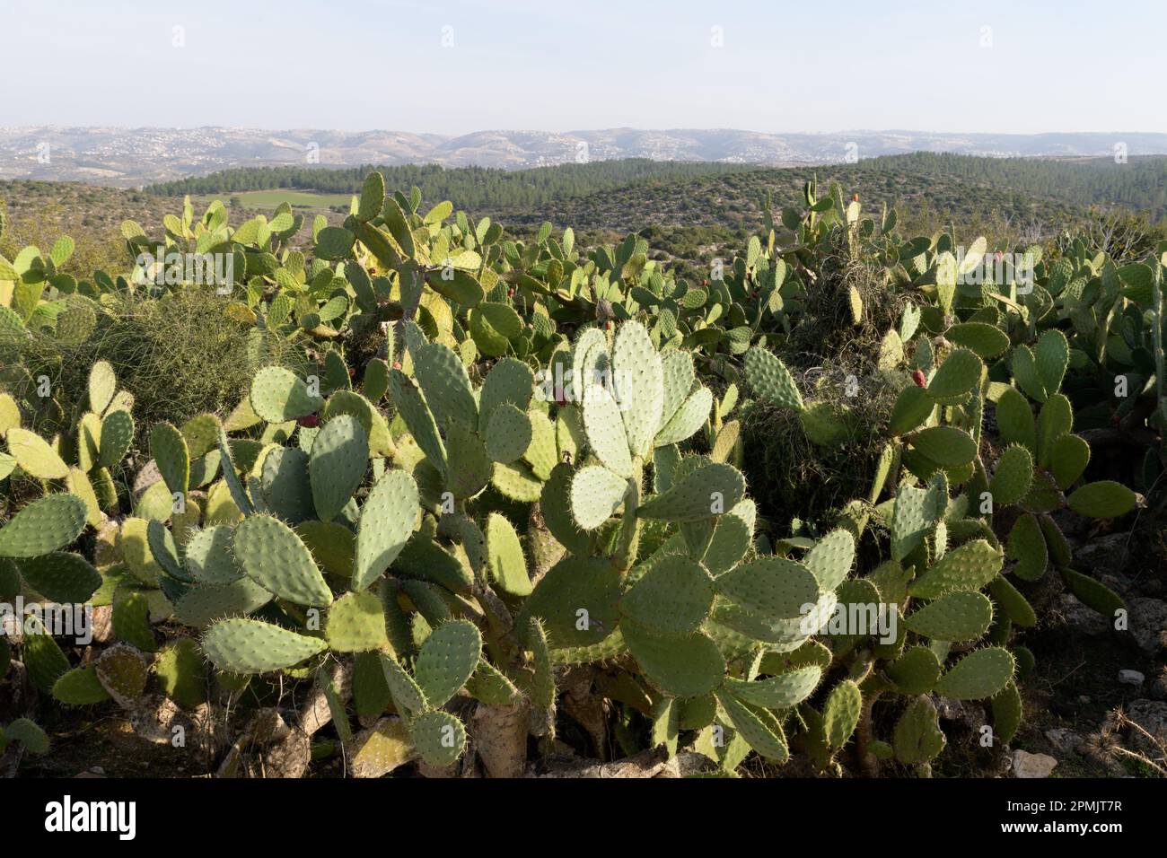 Landscape view of nature reserve in Israel Stock Photo - Alamy