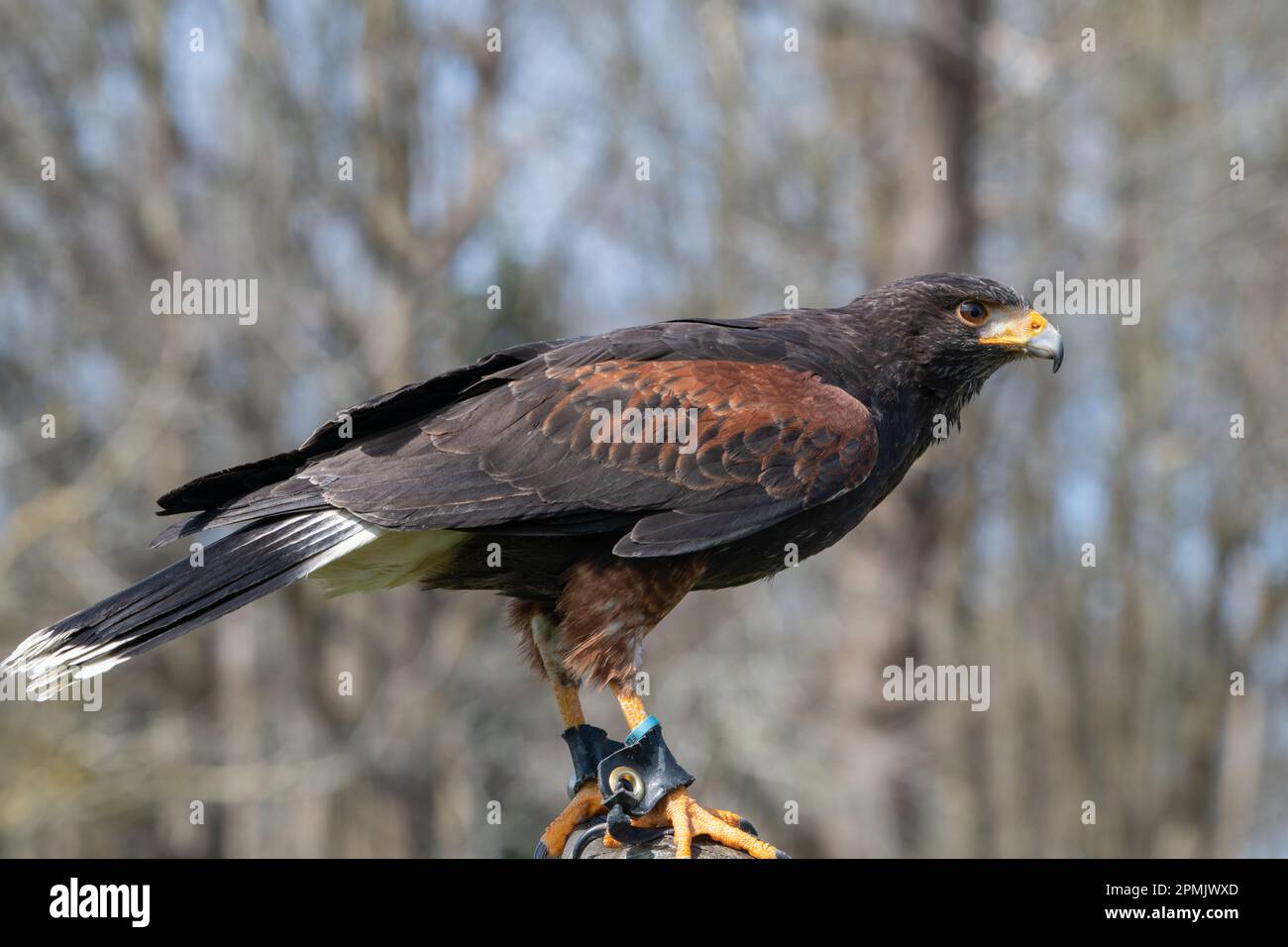 Harris hawk leeds castle hi-res stock photography and images - Alamy