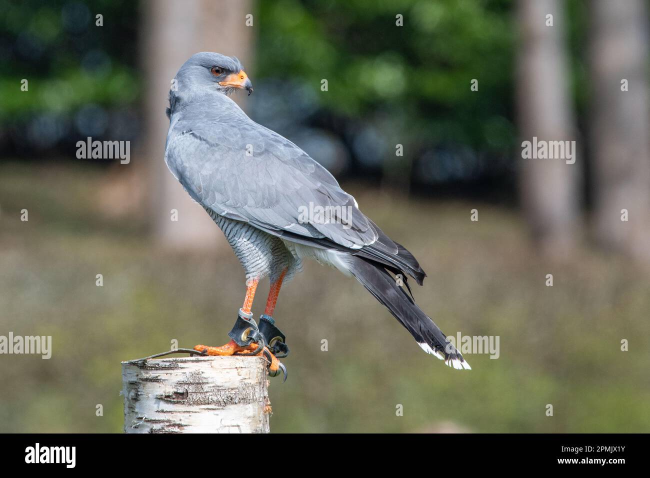 Pale chanting goshawk at leeds castle hi-res stock photography and ...