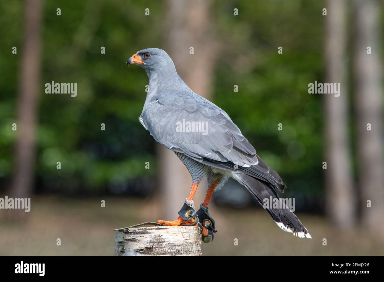 Pale chanting goshawk at leeds castle hi-res stock photography and ...