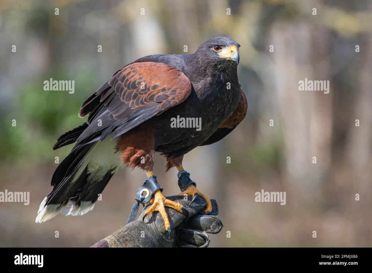 Harris Hawk, Leeds Castle Falconry Centre, Leeds, Kent, England, UK ...
