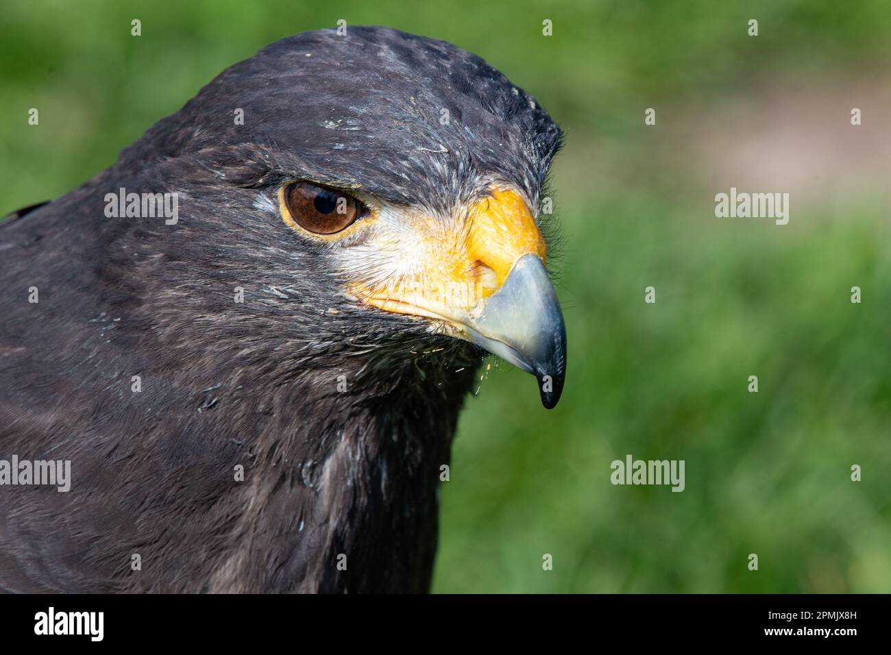 Leeds castle falconry centre hi-res stock photography and images - Alamy