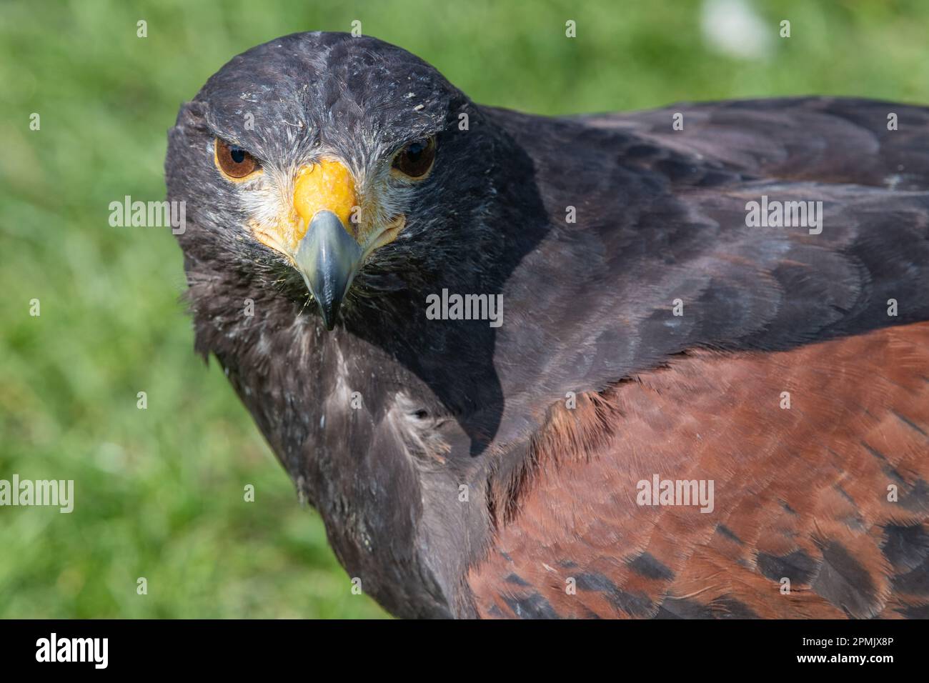 Harris Hawk, Leeds Castle Falconry Centre, Leeds, Kent, England, UK ...