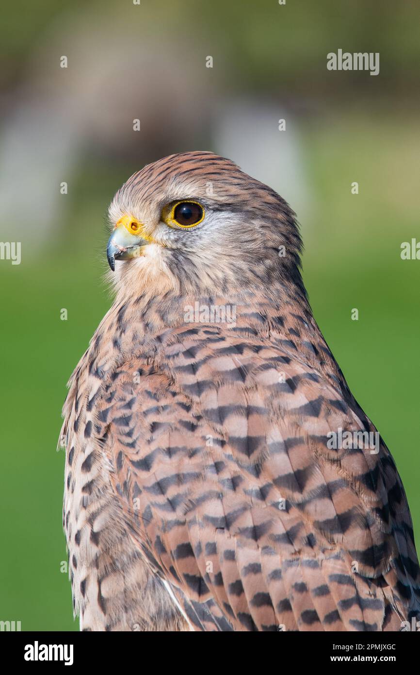 Common Kestrel (Falco tinnunculus) at Leeds Castle Falconry Centre ...
