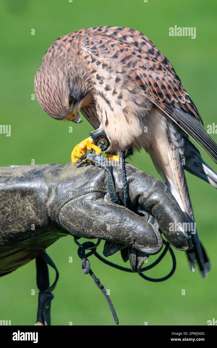 Common Kestrel (Falco tinnunculus) at Leeds Castle Falconry Centre ...