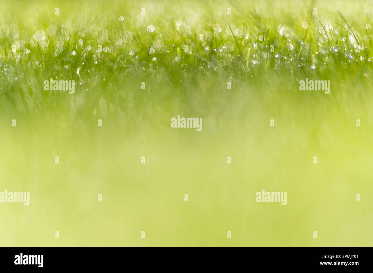 A beautiful dewy green grass background with bokeh effects Stock Photo ...