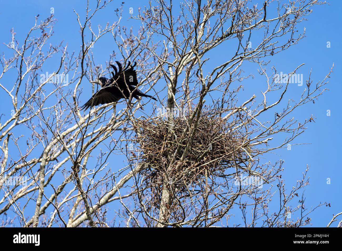 Close up of a Crows' nest at the top of a tree with a Crow taking off ...
