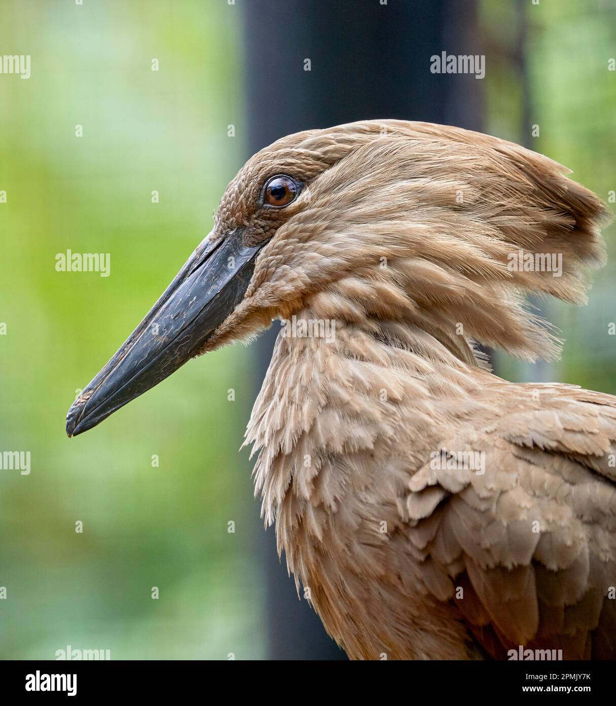Flying hamerkop hi-res stock photography and images - Alamy