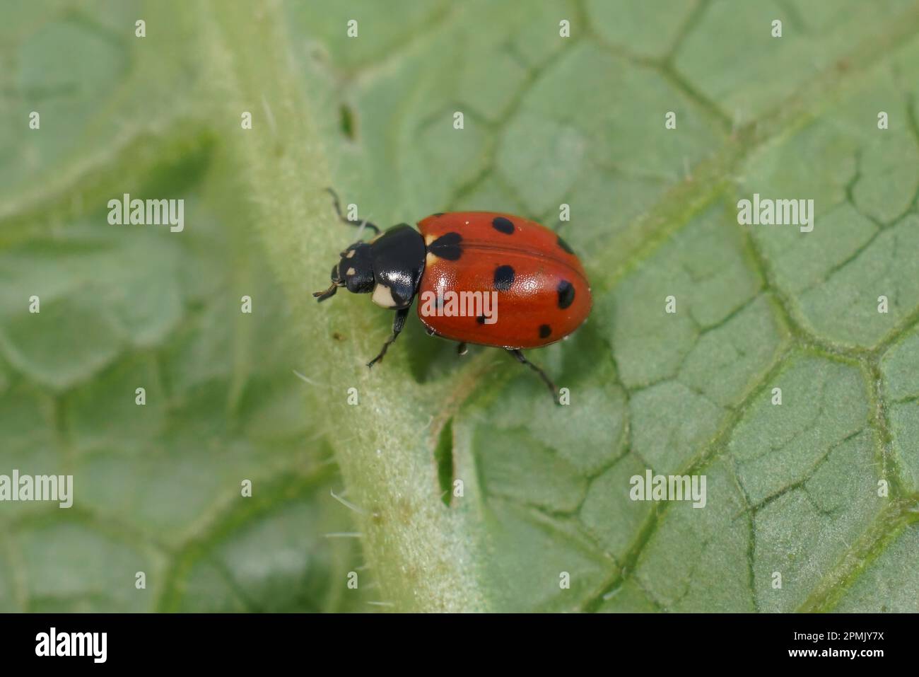 Natural closeup on the small and colorful eleven-spot ladybird or lady ...