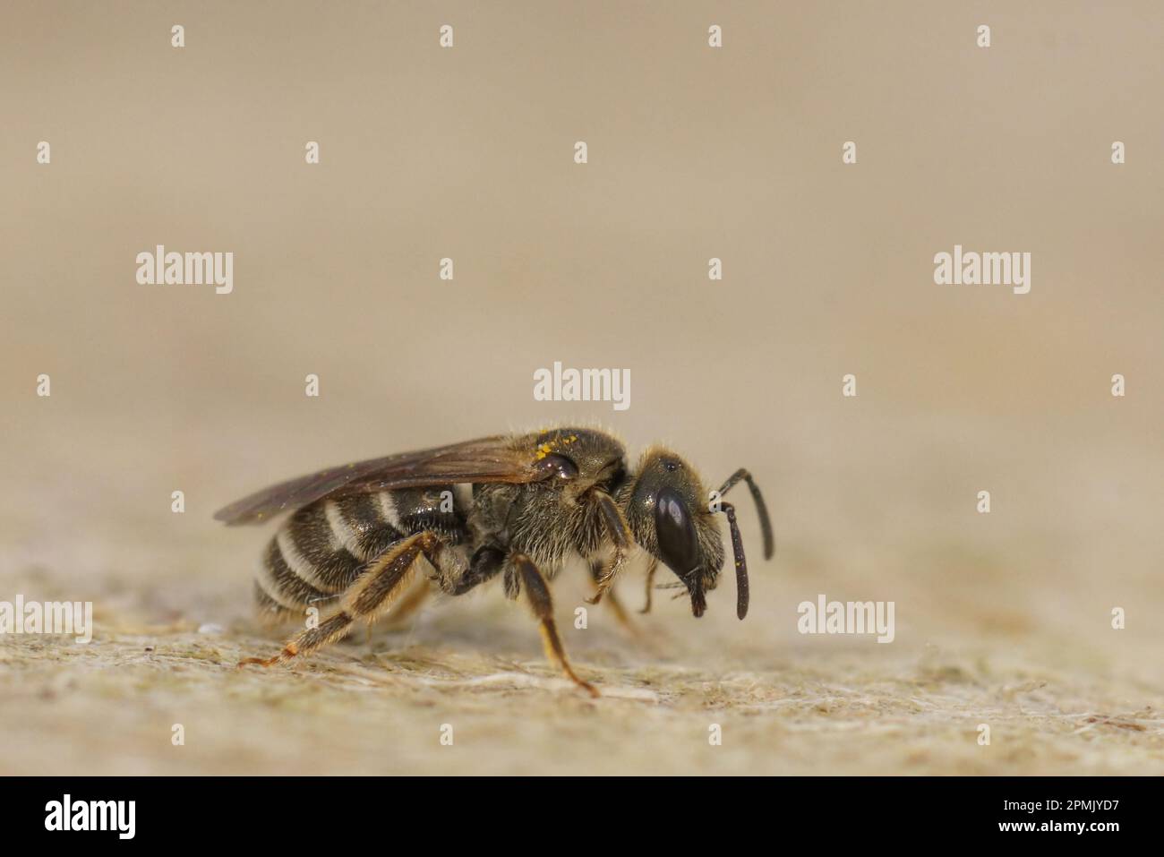 Natural closeup on a small female Common bronze furrow bee, Halictus ...