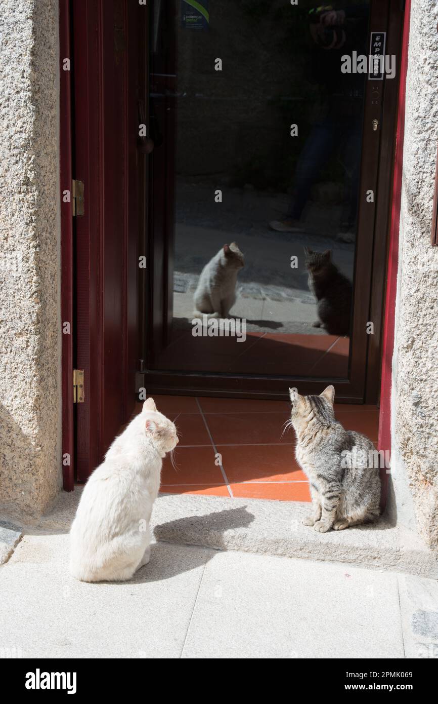 Two cats sit on a house entrance. Reflected on a glass Stock Photo - Alamy