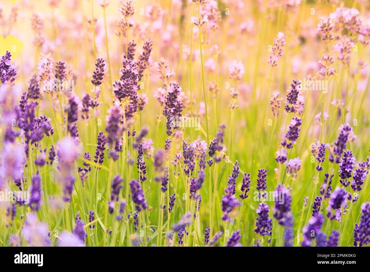 Colorful lavanda field background, summer time Stock Photo - Alamy