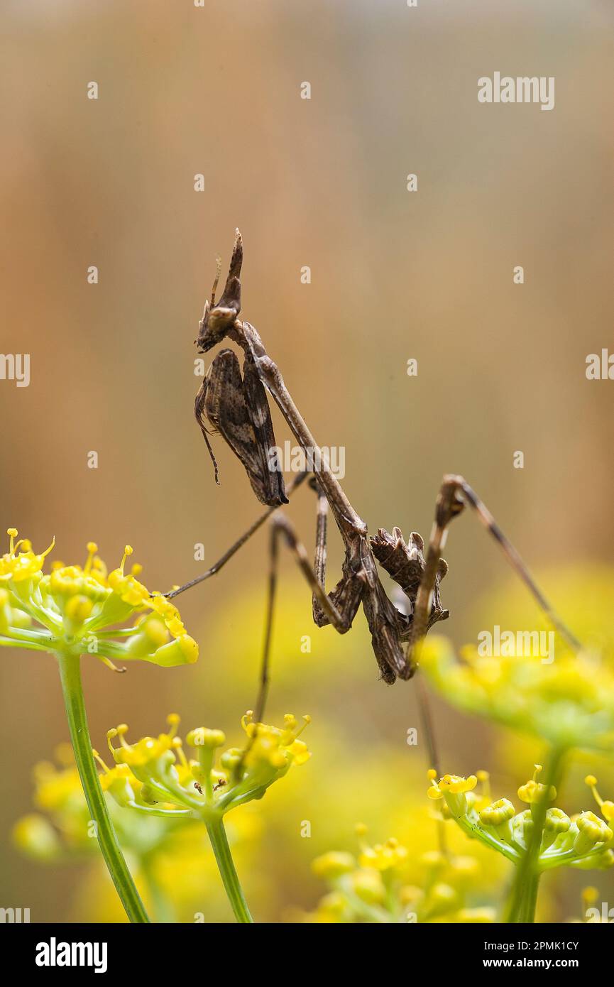Conehead mantis, Empusa pennata Mantide (Empusa pennata). Lago di ...