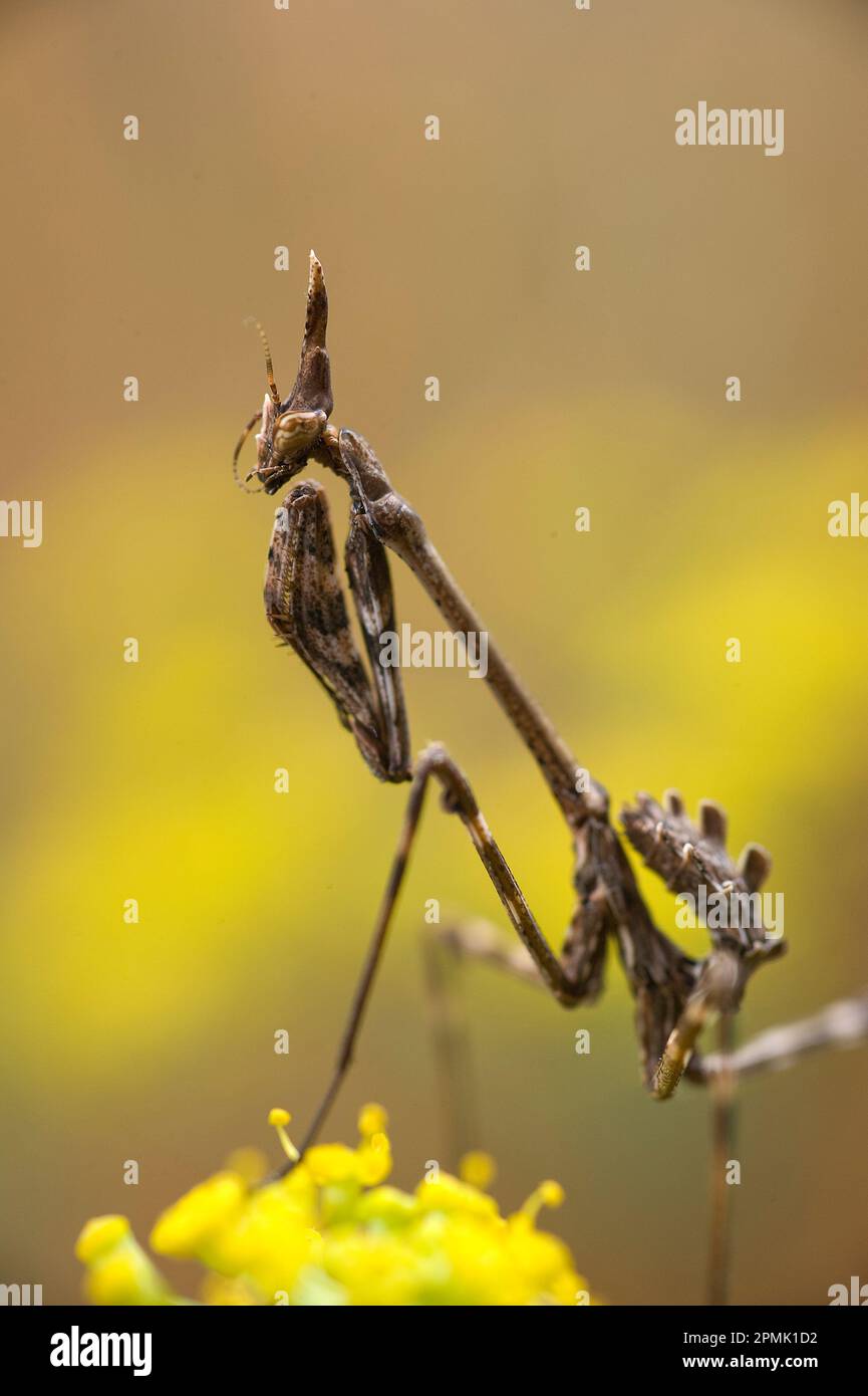 Conehead mantis, Empusa pennata Mantide (Empusa pennata). Lago di ...