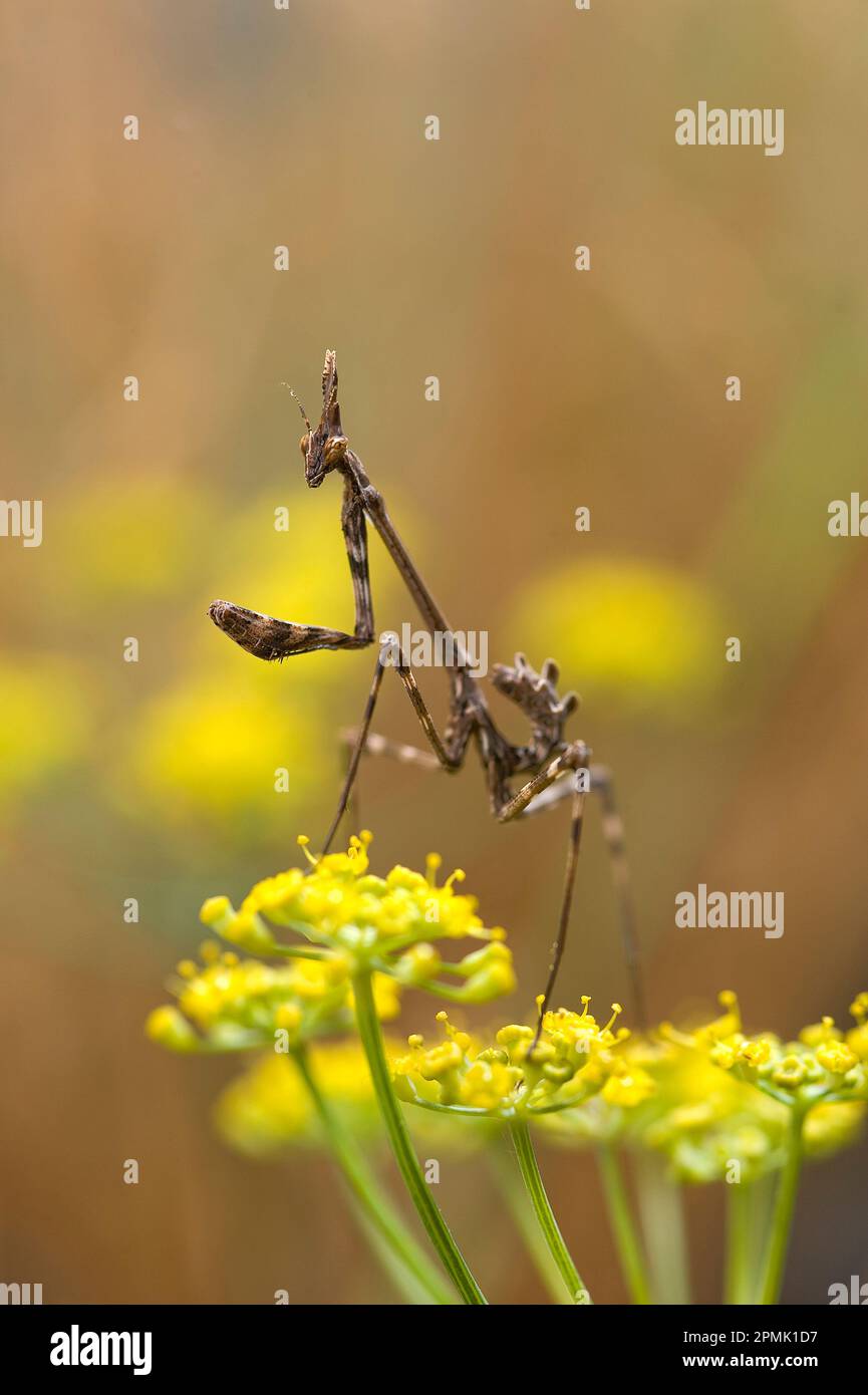 Conehead mantis, Empusa pennata Mantide (Empusa pennata). Lago di ...