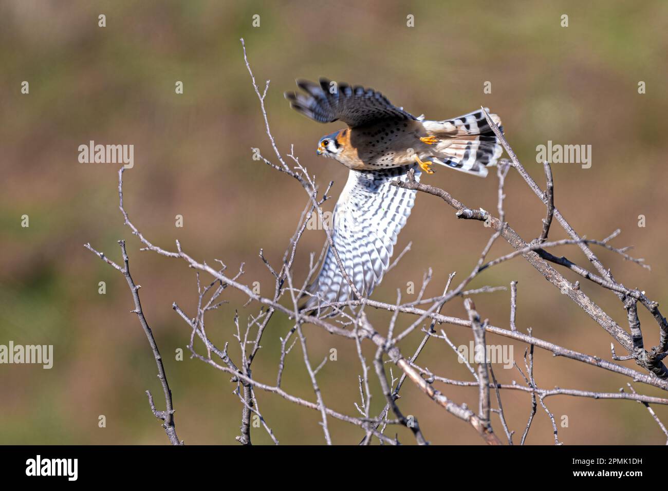 American kestrel spring hi-res stock photography and images - Alamy