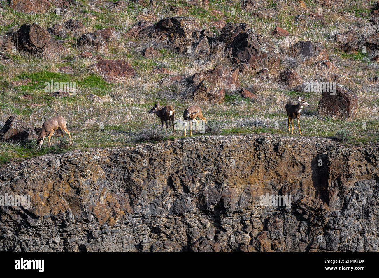 Botany refuge fauna hi-res stock photography and images - Alamy